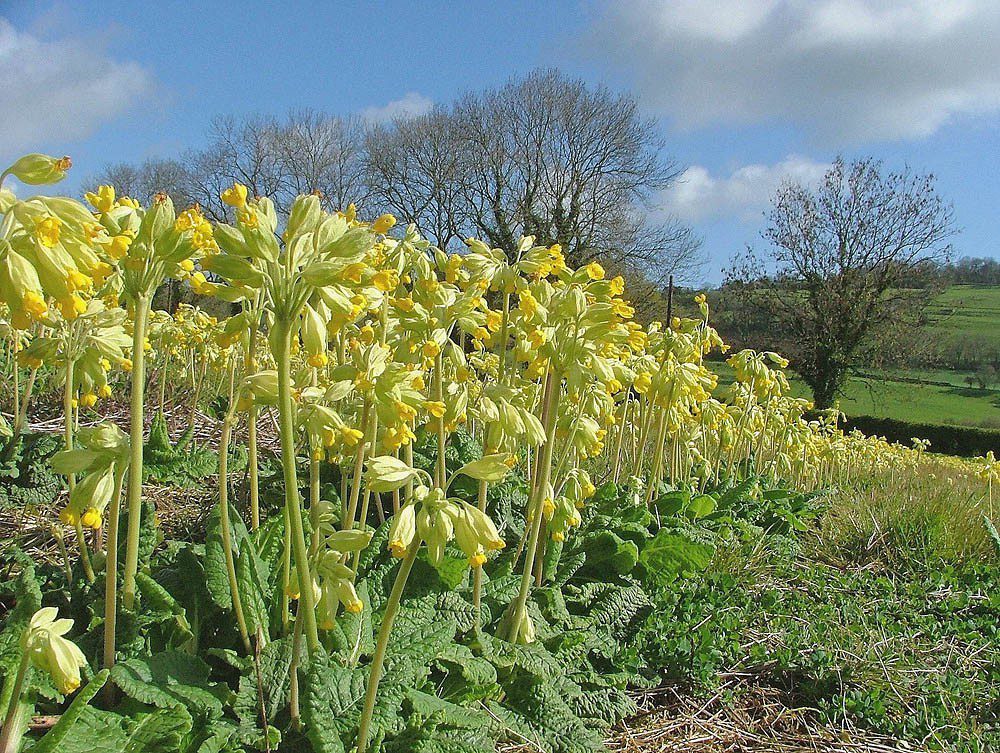 "Lulja e Darvinit"-Nje lule qe u sjell shume te ardhura - AgroNews.Al