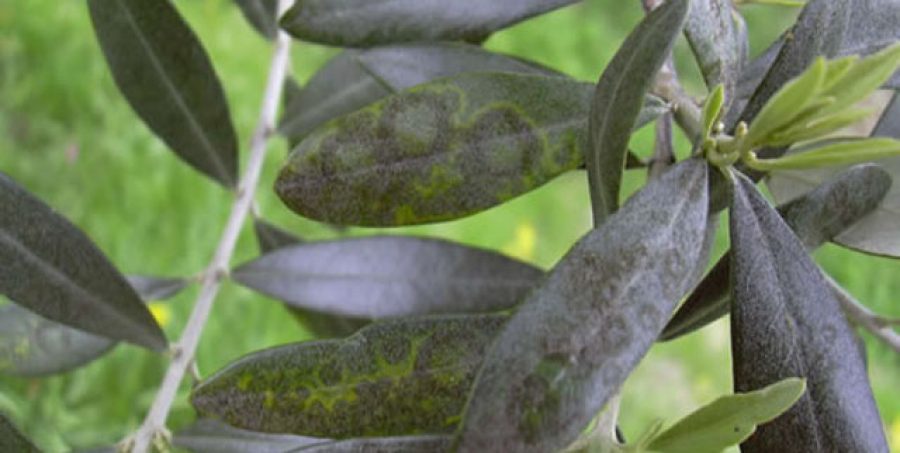 Kujdesi per semundjet e ullirit, agrumeve, molles dhe vreshtin ...