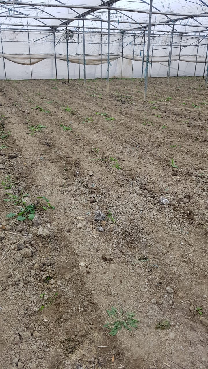Faktoret qe ndikojne ne rritjen e kripezimit ne toke dhe ndikimi i tij ... Faktoret qe ndikojne ne rritjen e kripezimit ne toke dhe ndikimi i tij ...