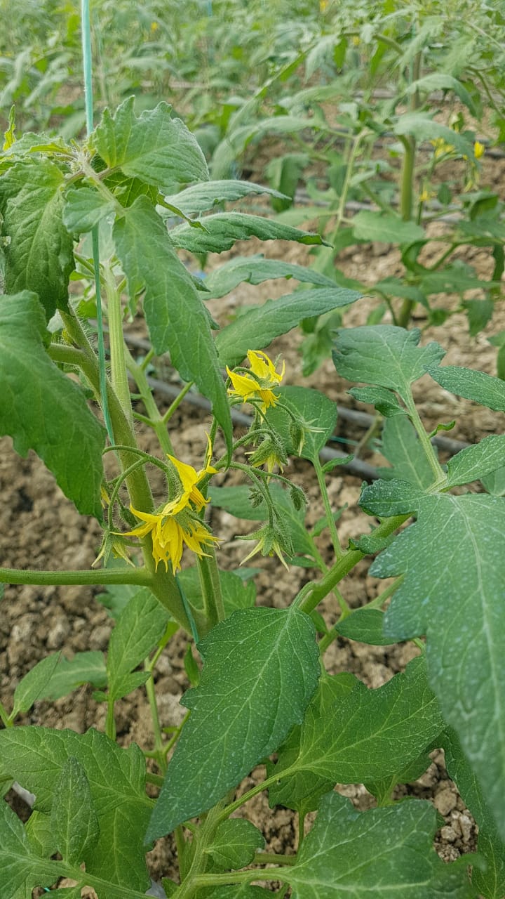 Domatja më e kërkuar nga Europianët, 30% e sip me ketë varietet ...