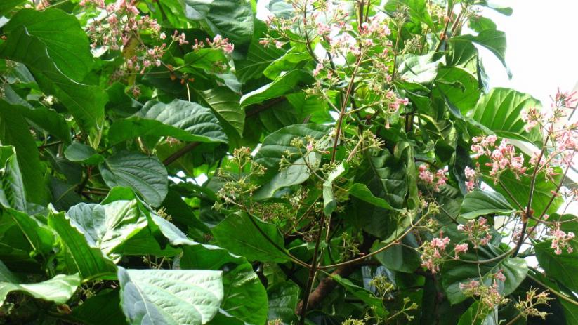 Kinina, si u zbulua ilaci qe mjekon malarien - AgroNews.Al