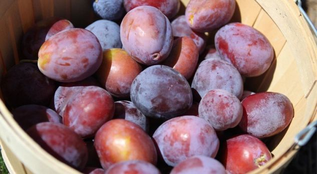 Kultivimi i Kumbullës - AgroNews.Al