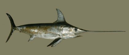 Peshqit e Jonit dhe Adriatikut, pasuri e hapësirës së mrekullueshme ...