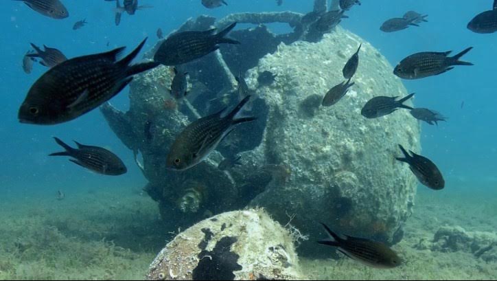 Peshqit e Jonit dhe Adriatikut, pasuri e hapësirës së mrekullueshme ...