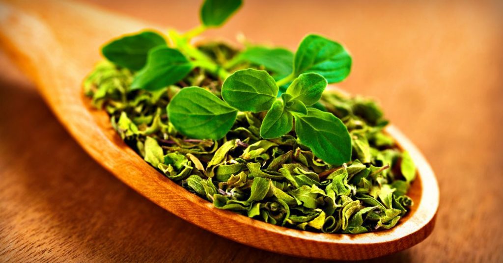 Vetitë dhe përdorimet e rigonit - AgroNews.Al