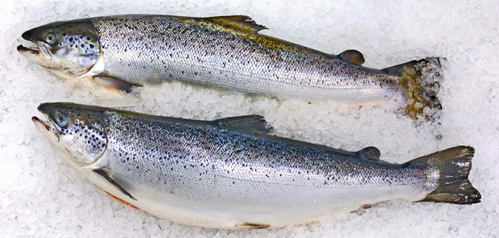 Peshqit e Jonit dhe Adriatikut, pasuri e hapësirës së mrekullueshme ...