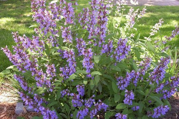 Sherebela Shqiptare - AgroNews.Al