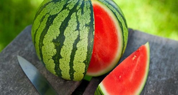Shalqini pa farë, veçoritë dhe mënyra e kultivimit - AgroNews.Al