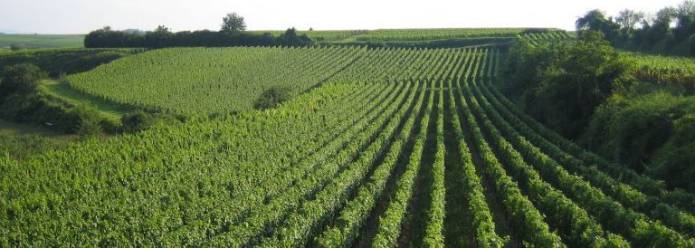 Bujqësia intensive - AgroNews.Al