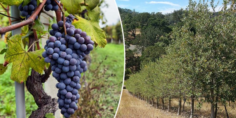 Databaza per vreshtat dhe ullinjte, Ja ne cilat zona do te perfshihen ...