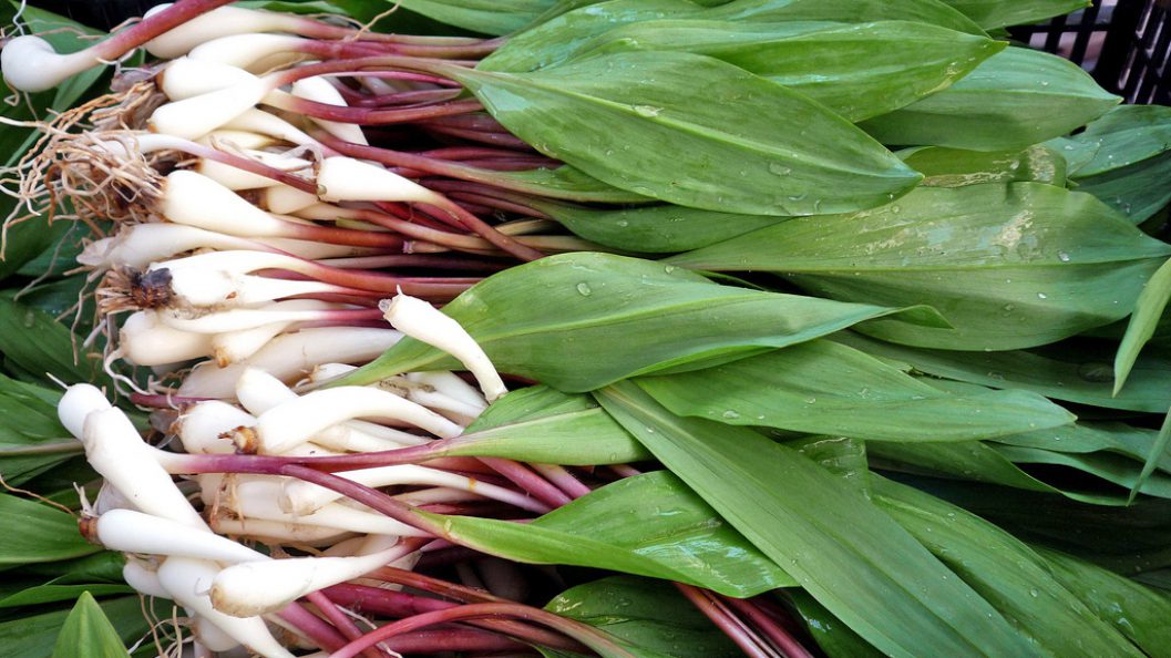 Hudhra e eger, sheruesja e plotfuqishme per stomakun - AgroNews.Al