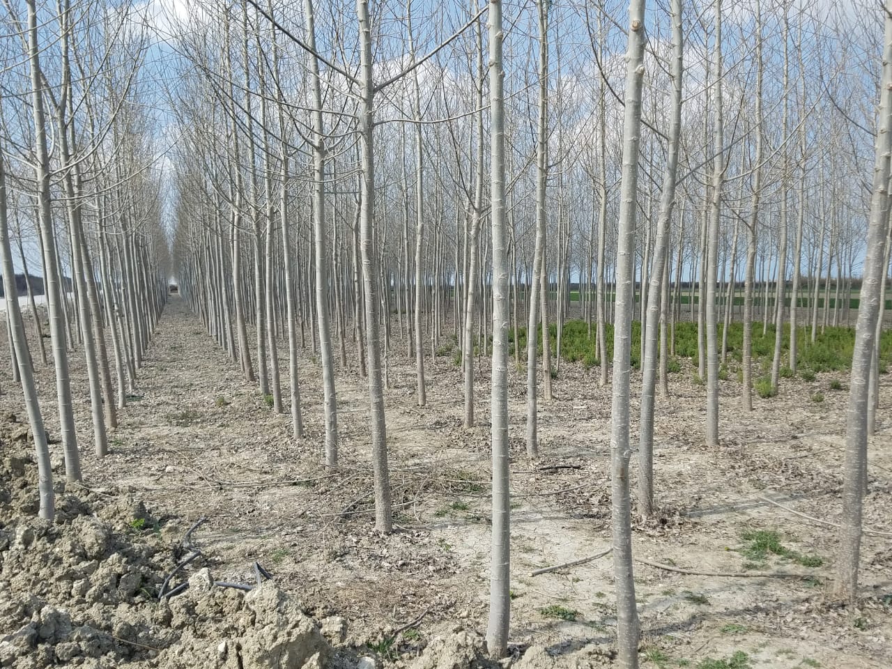 Plepi industrial, mundesi investimi ne bujqesi - AgroNews.Al