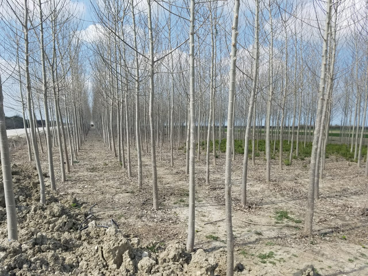 Plepi industrial, mundesi investimi ne bujqesi - AgroNews.Al