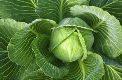 Kultivimi i lakres koke - AgroNews.Al