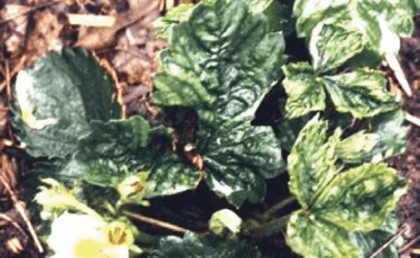 Merimanga e çiklaminit ne luleshtrydhe - AgroNews.Al