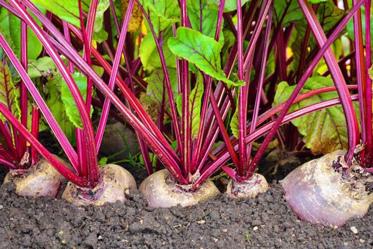 Kultivimi i panxharit te kuq - AgroNews.Al