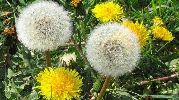 Çikorja dhe Radhiqja dy bime qe ndihmojne shendetin - AgroNews.Al