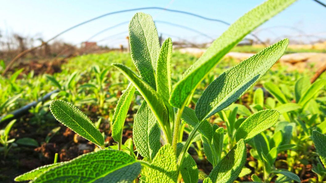 Problematikat e stines me bimet medicinale - AgroNews.Al