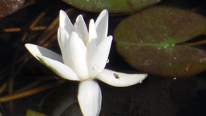 Zambaku i bardhe i ujit dhe legjenda e heroinave te Lures - AgroNews.Al