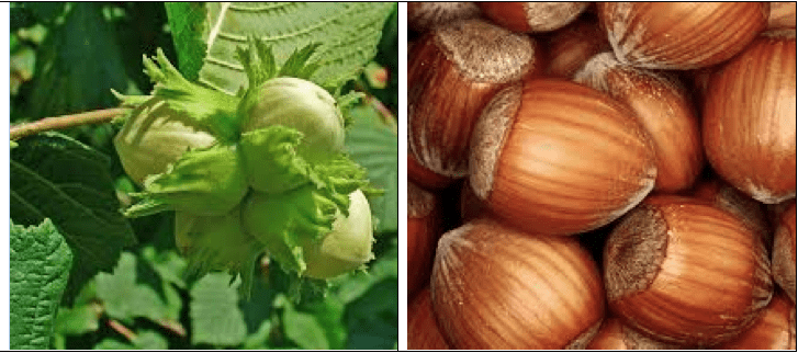 Lajthia, “ari” i brezave te ardhshem! - AgroNews.Al