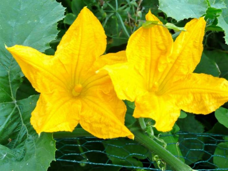 Lulet e ngrenshme - AgroNews.Al