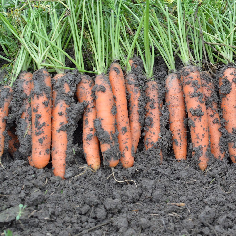 Demtuesit e Karrotes dhe masat per luftimin e tyre - AgroNews.Al