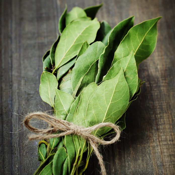 Pese arsye qe patjeter duhet t’i keni ne shtepi gjethe dafine - AgroNews.Al