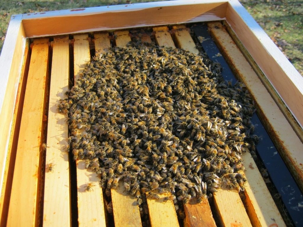 Punet dhe kujdesi per bletet ne muajin gusht! - AgroNews.Al