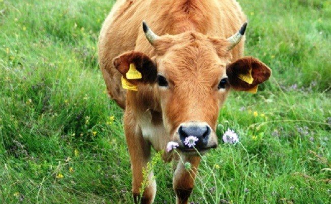 Lopet Busha, Raca autoktone Ilire - AgroNews.Al