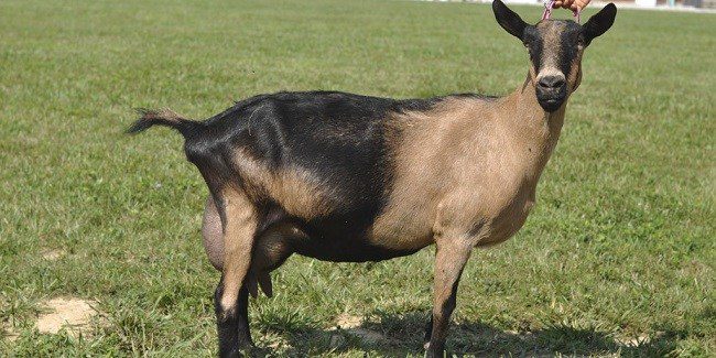 Dhia Alpine - AgroNews.Al