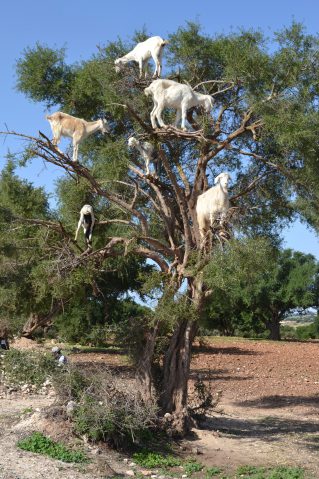 Disa fakte dhe informacione per Dhite - AgroNews.Al