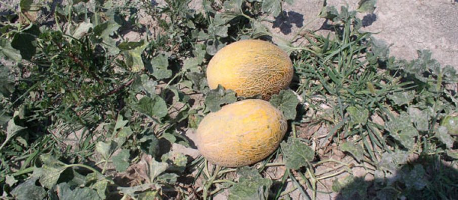 Kultivimi i pjeprit - AgroNews.Al