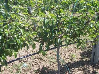 Ujitja e pemeve, Si dhe kur duhet te kryhet?! - AgroNews.Al