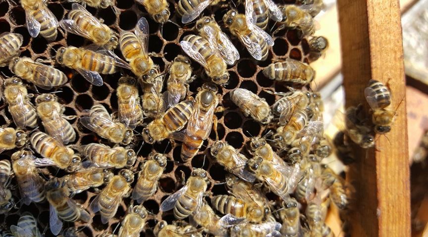 Problemet e prodhimit te mbretereshave tek bletet - AgroNews.Al