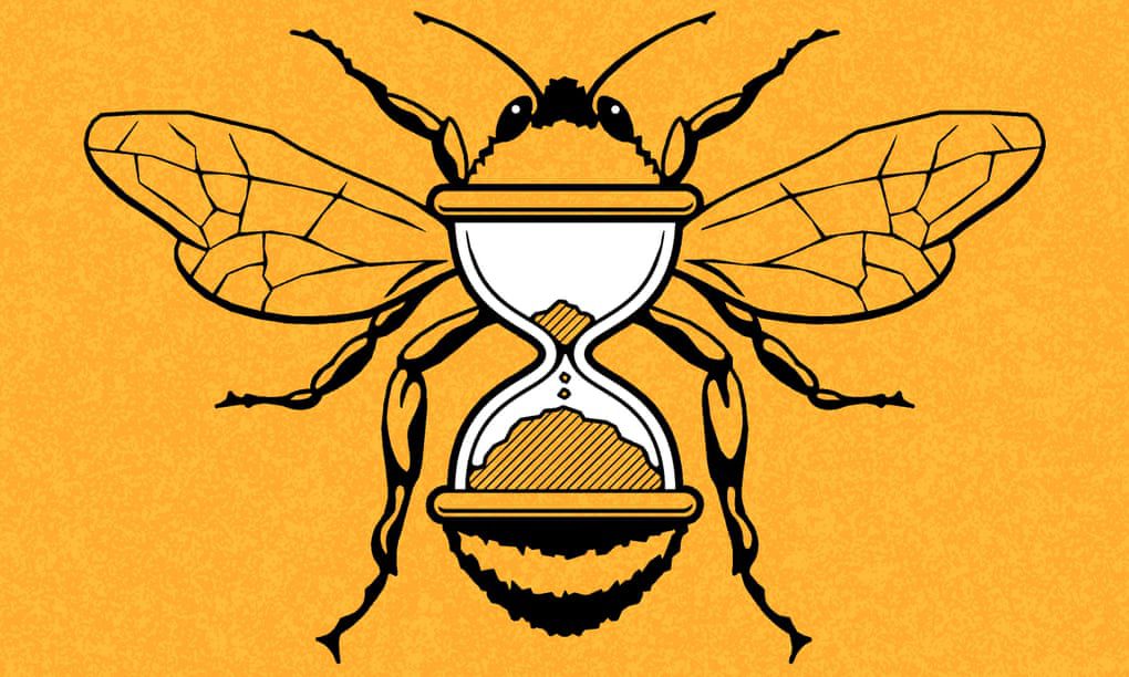 Te ruajme bletet, te shpetojme vetveten - AgroNews.Al