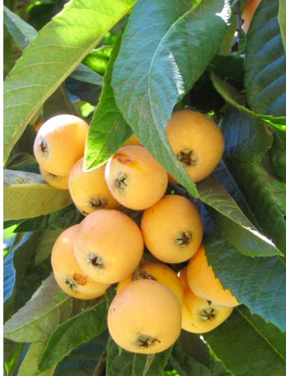 Nespulla, fruti i çmuar per organizmin - AgroNews.Al