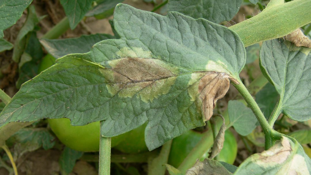 Vrugu i patates dhe domates - AgroNews.Al