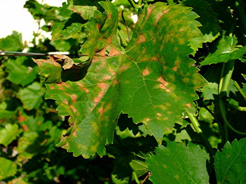 Semundjet e hardhise, si te mbrohemi dhe si t'i trajtojme - AgroNews.Al