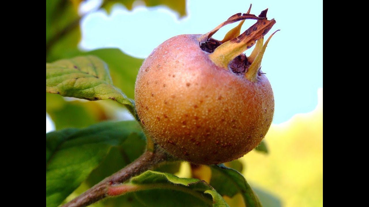 Pse duhet t’a konsumoni mushmollen? - AgroNews.Al