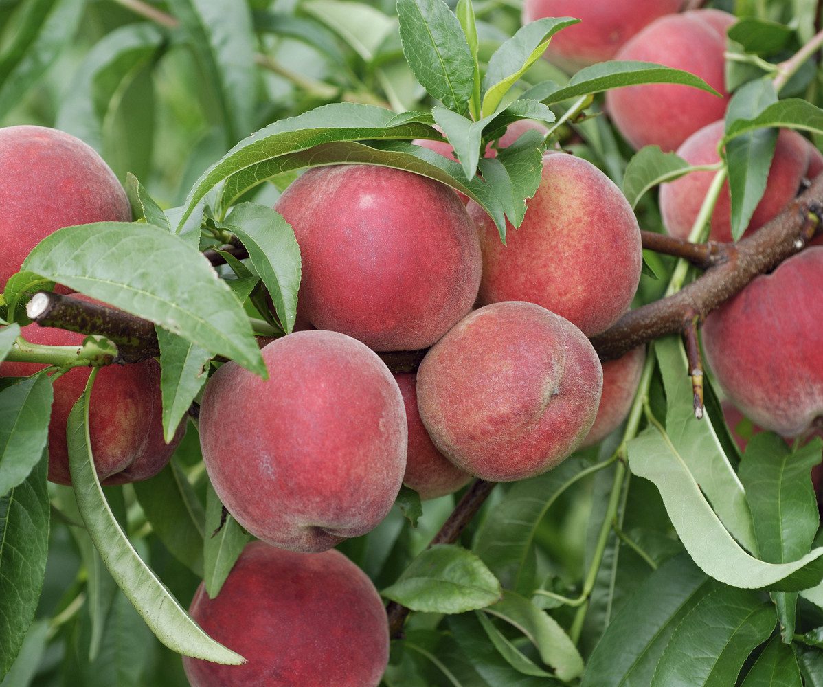 Kultivimi i Pjeshkes - AgroNews.Al