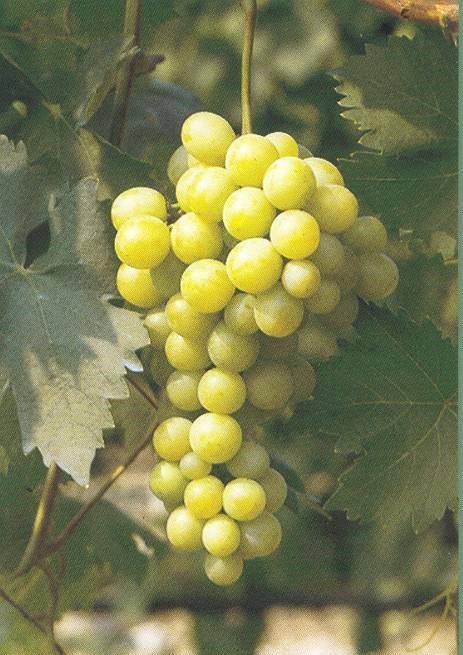 Veçorite dhe karakteristikat e kultivareve te rrushit per tavoline ...