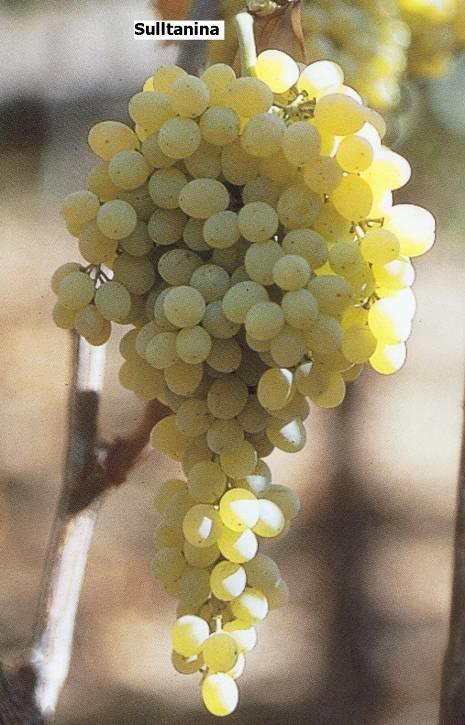 Veçorite dhe karakteristikat e kultivareve te rrushit per tavoline ...