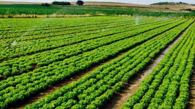 Skema kombetare ne bujqesi, sot afati i fundit i aplikimeve - AgroNews.Al