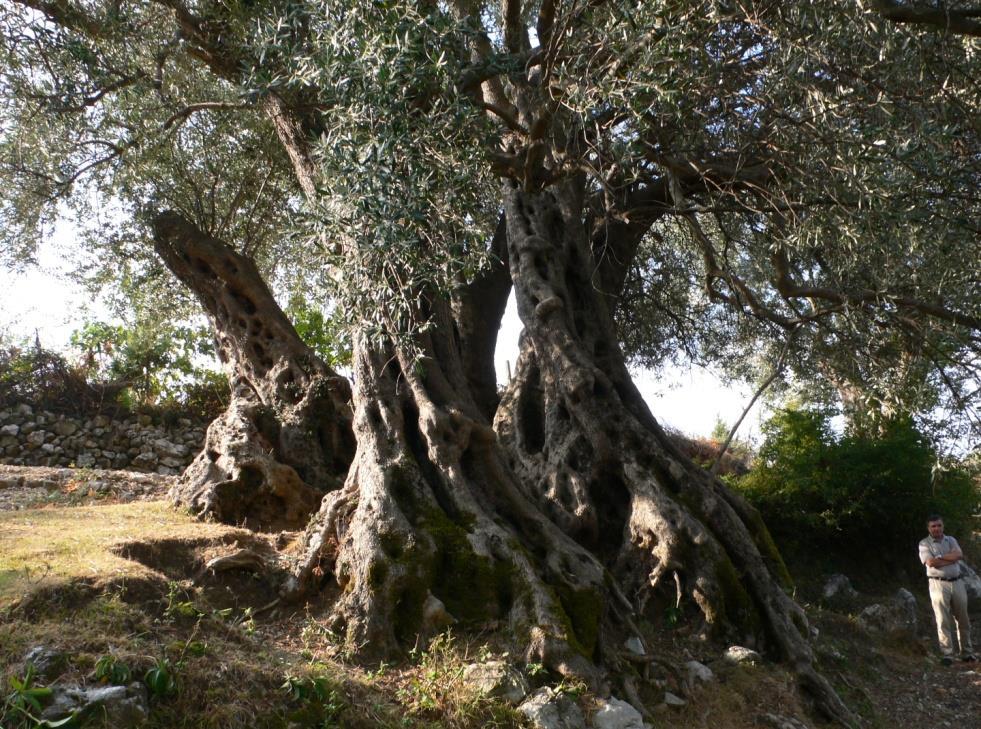 Ulliri i Zi i Tiranes - AgroNews.Al
