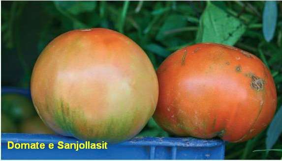 Domatja e Sanjollasit - AgroNews.Al