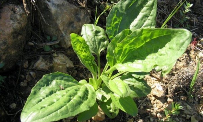 Gjethe Delli nje bime e çmuar qe gjendet kudo! - AgroNews.Al