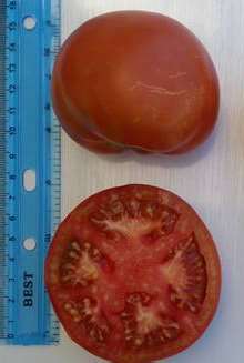 Domatja “Serreke” e Permetit - AgroNews.Al