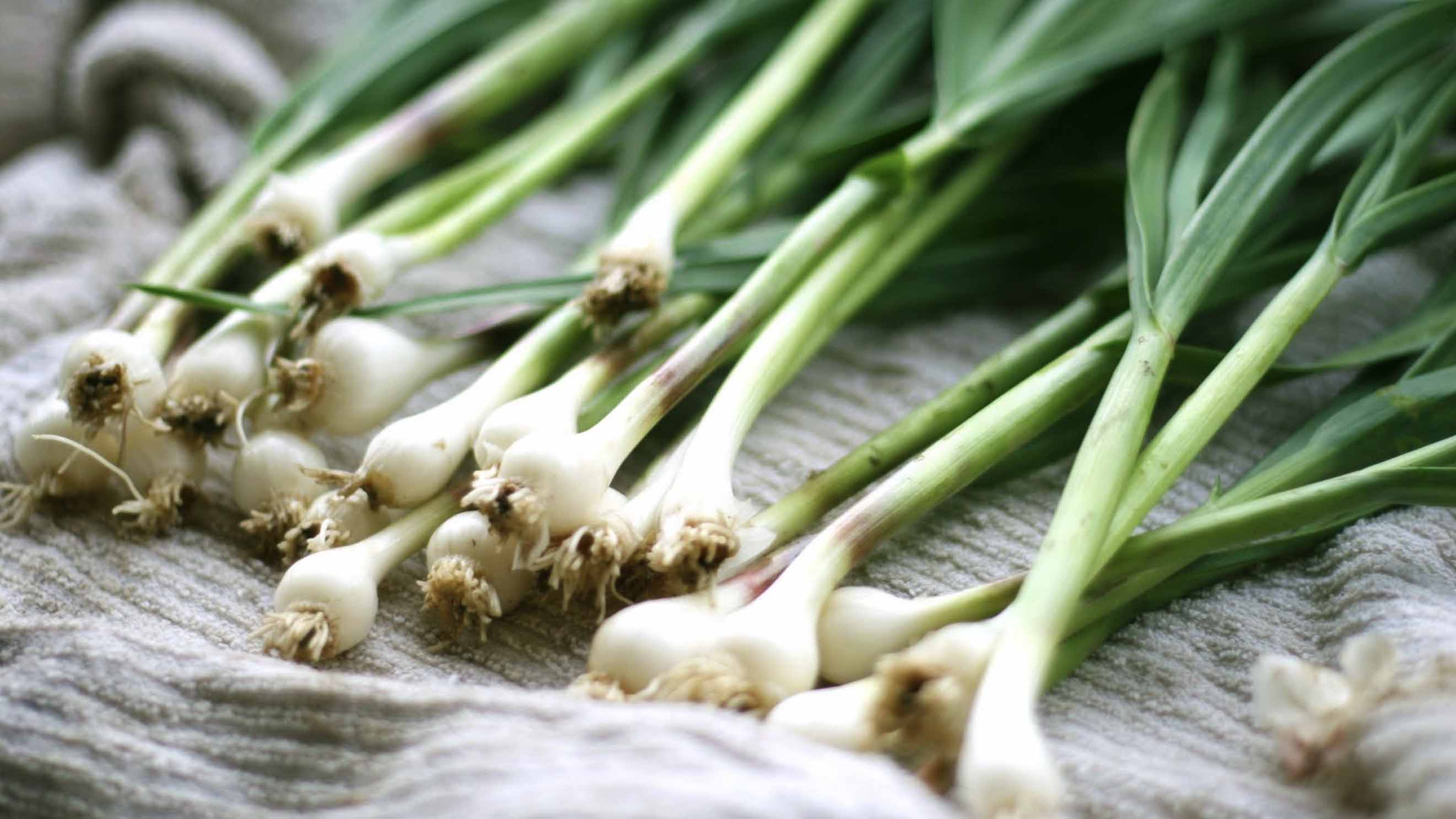 Mrekullite e hudhres - AgroNews.Al