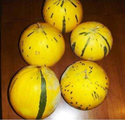 Pjepri Dimerak i verdhe - AgroNews.Al