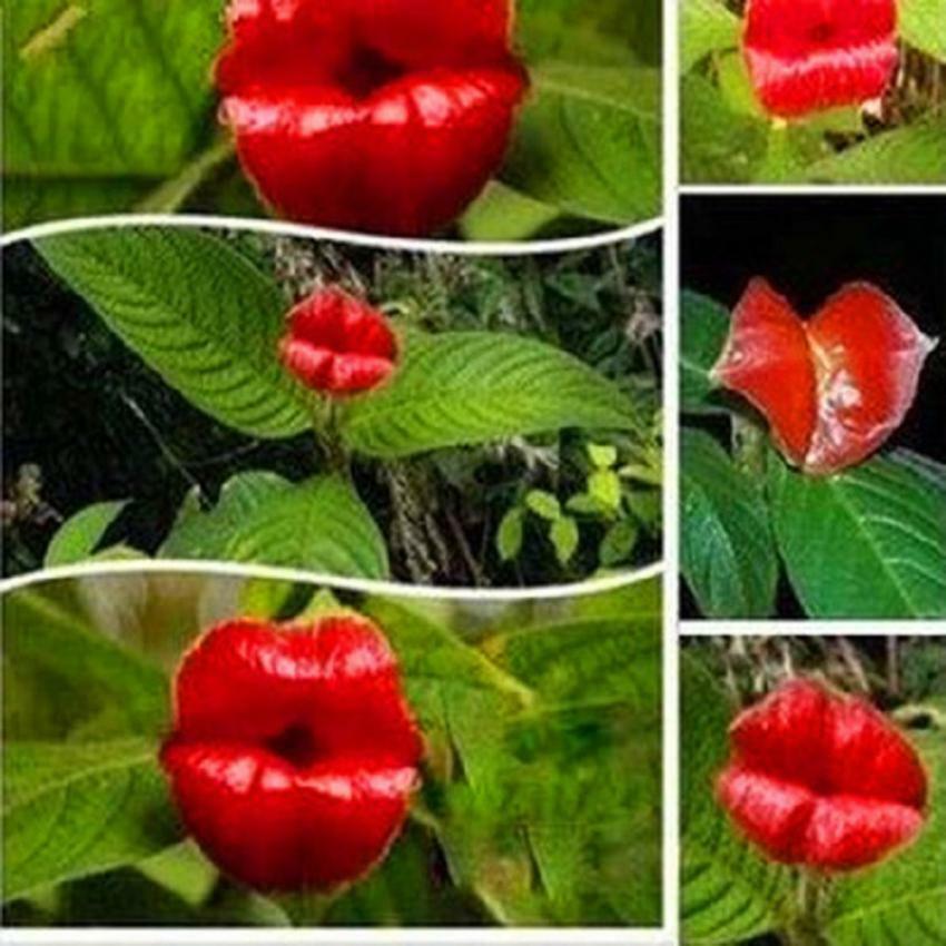 Lulja buze (Psychotria elata), nje specie ne zhdukje - AgroNews.Al